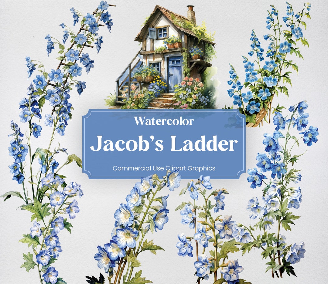 Watercolor Jacob's Ladder, 20+ Jacob's Ladders, Flowers Plants Spring ...