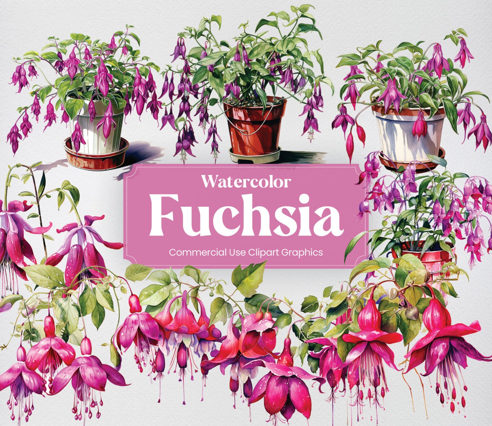 Watercolor Fuchsia, 20+ Fuchsias, Flowers Plants Spring Floral Digital ...