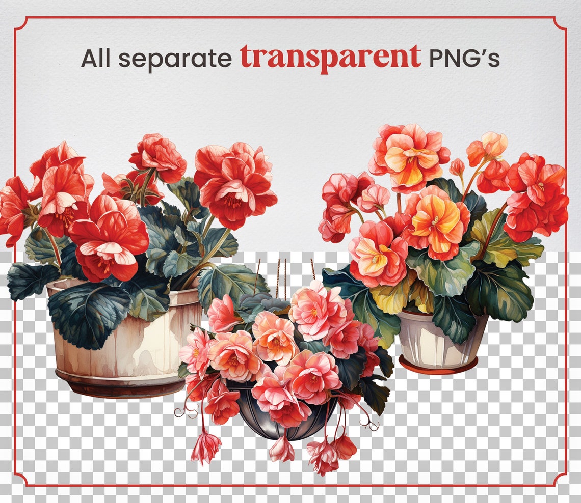 Watercolor Begonia, 28 Begonias, Flowers Plants Spring Floral Bouquet ...