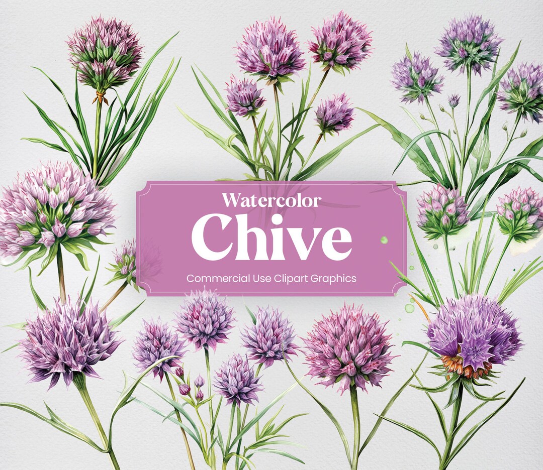 Watercolor Chive, 28 Chives, Flowers Plants Spring Floral Bouquet Flora ...