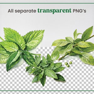 Watercolor Lemon Balm, 20+ Lemon Balms, Flowers Plants Spring Floral ...