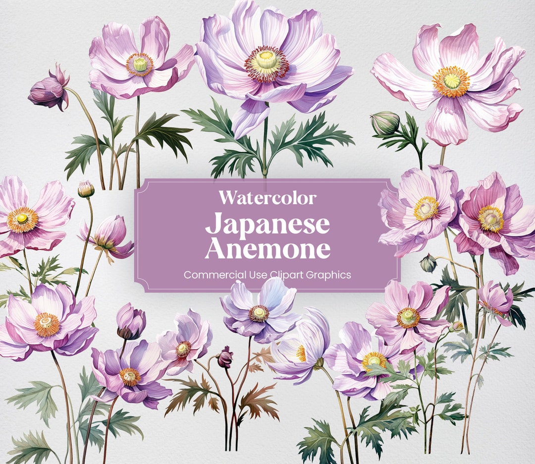 Watercolor Japanese Anemone, 20+ Japanese Anemones, Flowers Plants ...