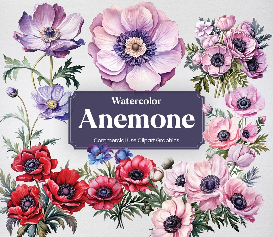 Watercolor Anemone, 28 Anemones, Flowers Plants Spring Floral Bouquet ...