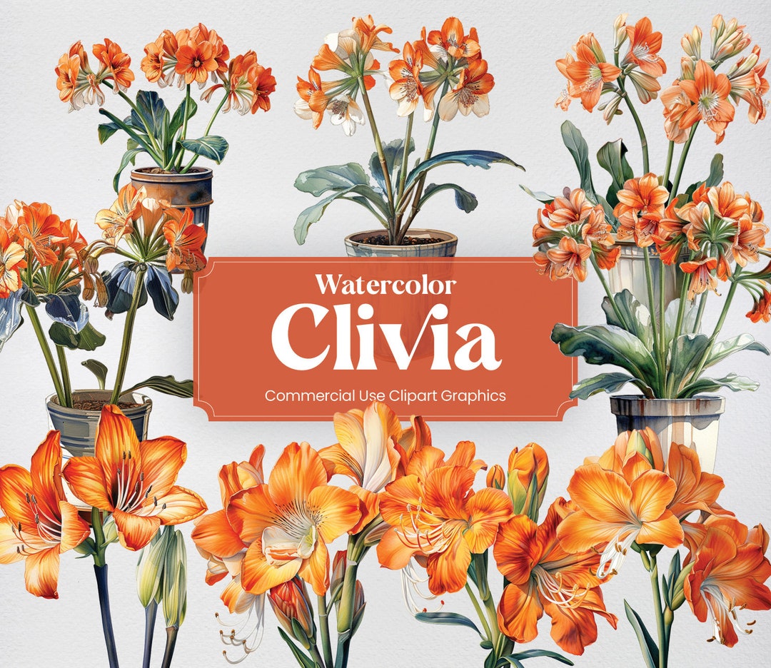 Watercolor Clivia, 28 Clivias, Flowers Plants Spring Floral Bouquet ...