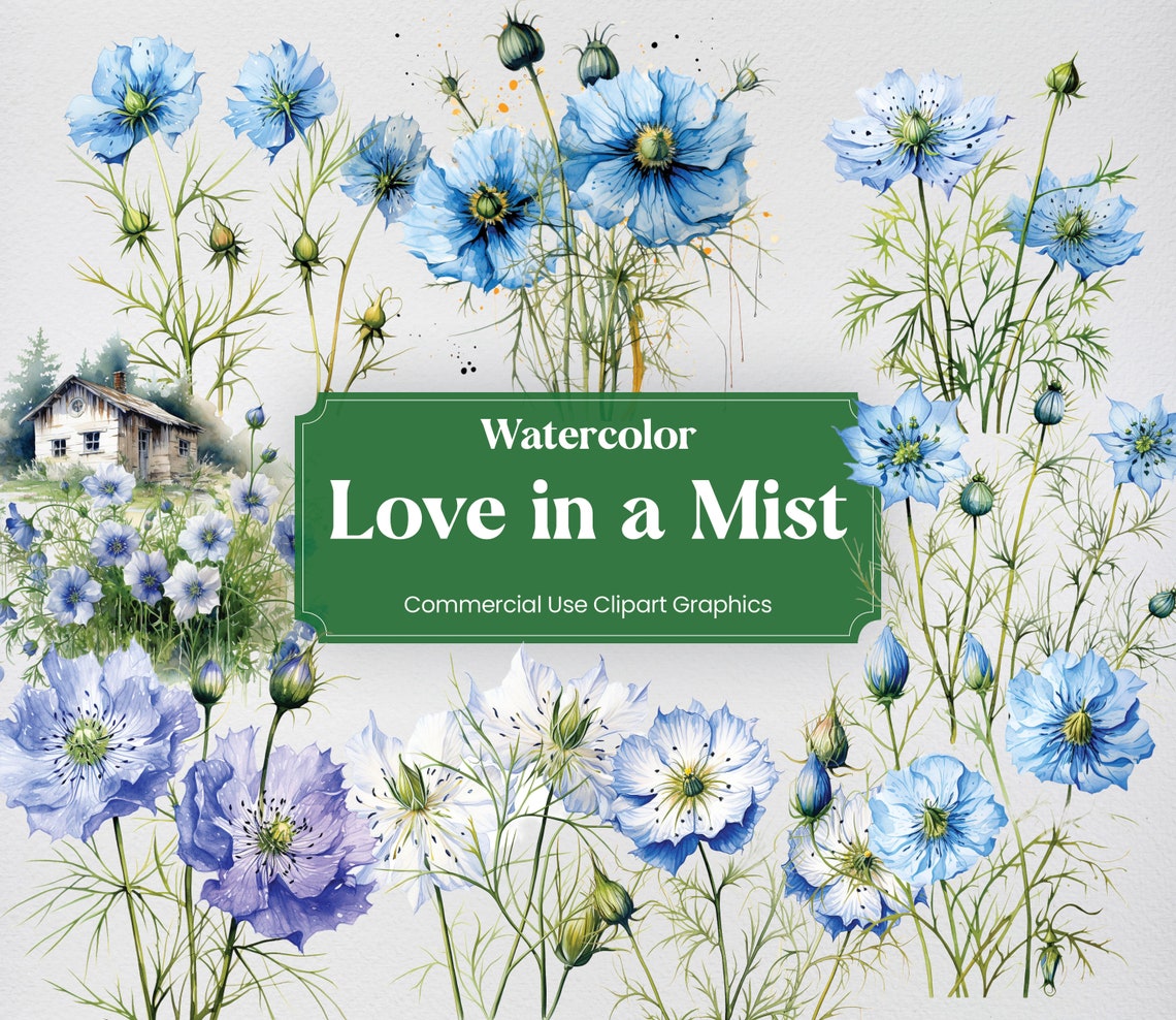 Watercolor Love-in-a-mist, 20+ Love in a Mists, Flowers Plants Spring ...