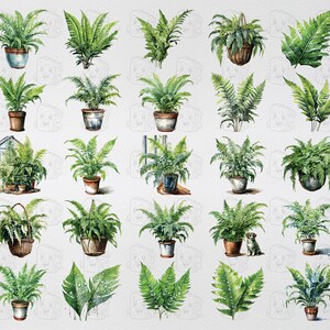 Watercolor Boston Fern, 28 Boston Ferns, Flower Plant Spring Floral ...