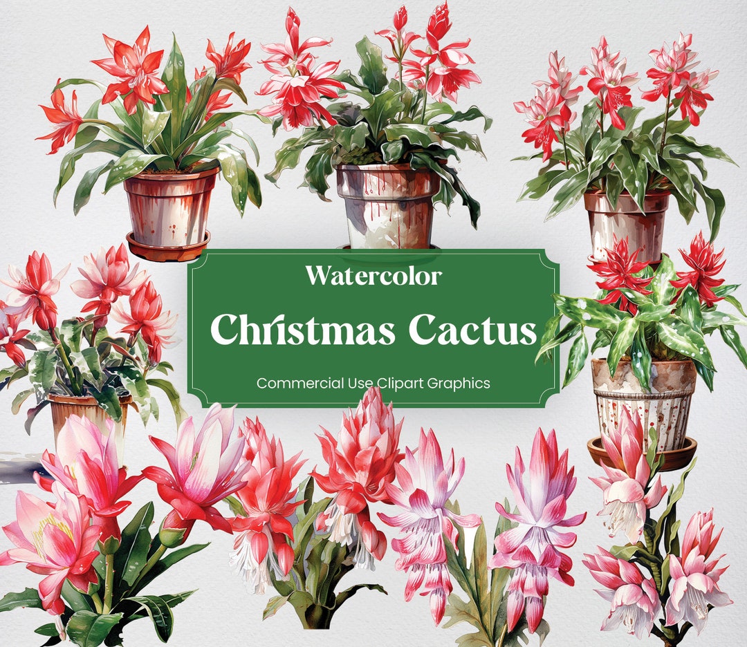 Watercolor Christmas Cactus, 28 Christmas Cacti, Flowers Plants Spring ...
