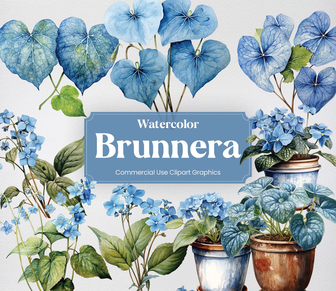 Watercolor Brunnera, 28 Brunnera Flowers Plants Spring Floral Bouquet ...