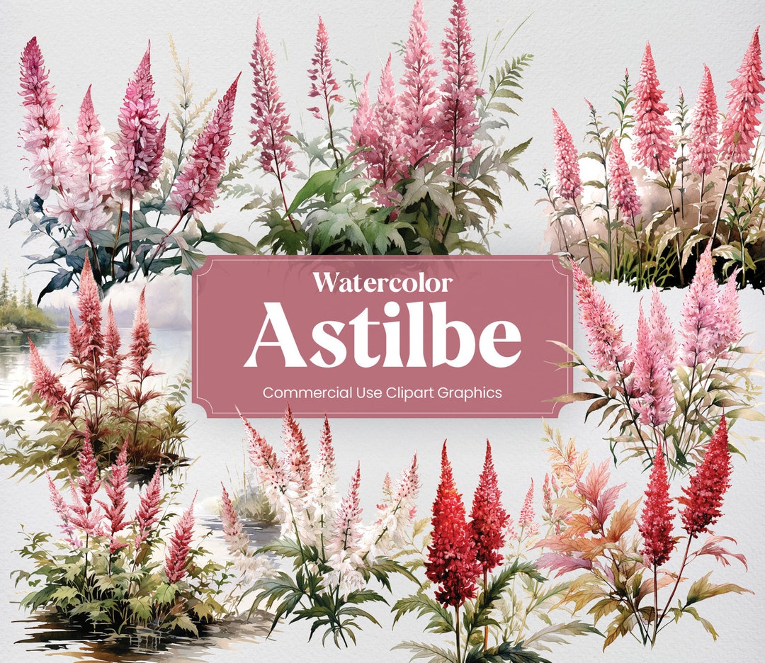 Watercolor Astilbe, 28 Astilbes, Flowers Plants Spring Floral Bouquet ...