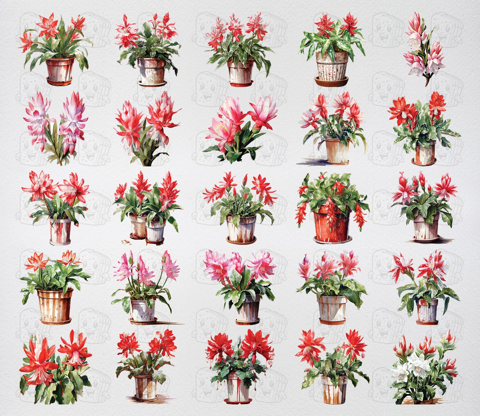 Watercolor Christmas Cactus, 28 Christmas Cacti, Flowers Plants Spring ...