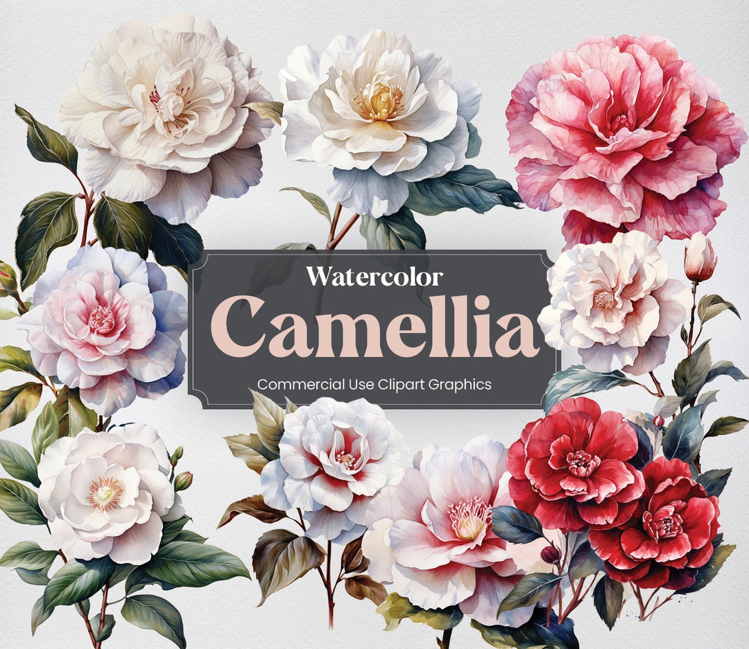 Watercolor Camellia, 28 Camellias Plants Flowers Spring Flora Greens ...