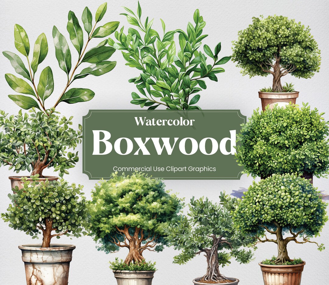 Watercolor Boxwood, 28 Boxwoods, Flowers Plants Spring Floral Bouquet ...