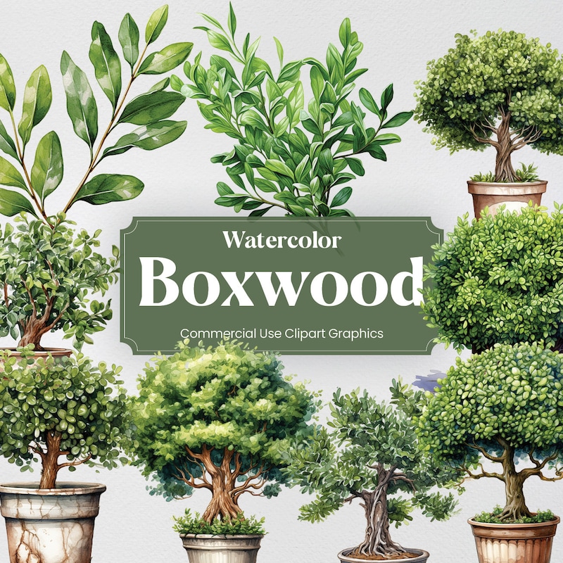 Boxwood - Etsy