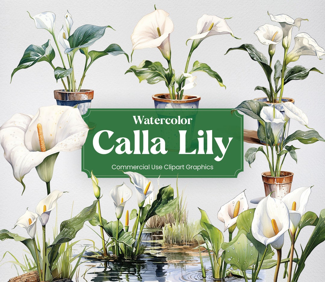 Watercolor Calla Lily, 28 Calla Lilies, Flowers Plants Spring Floral Flora Digital Print ...