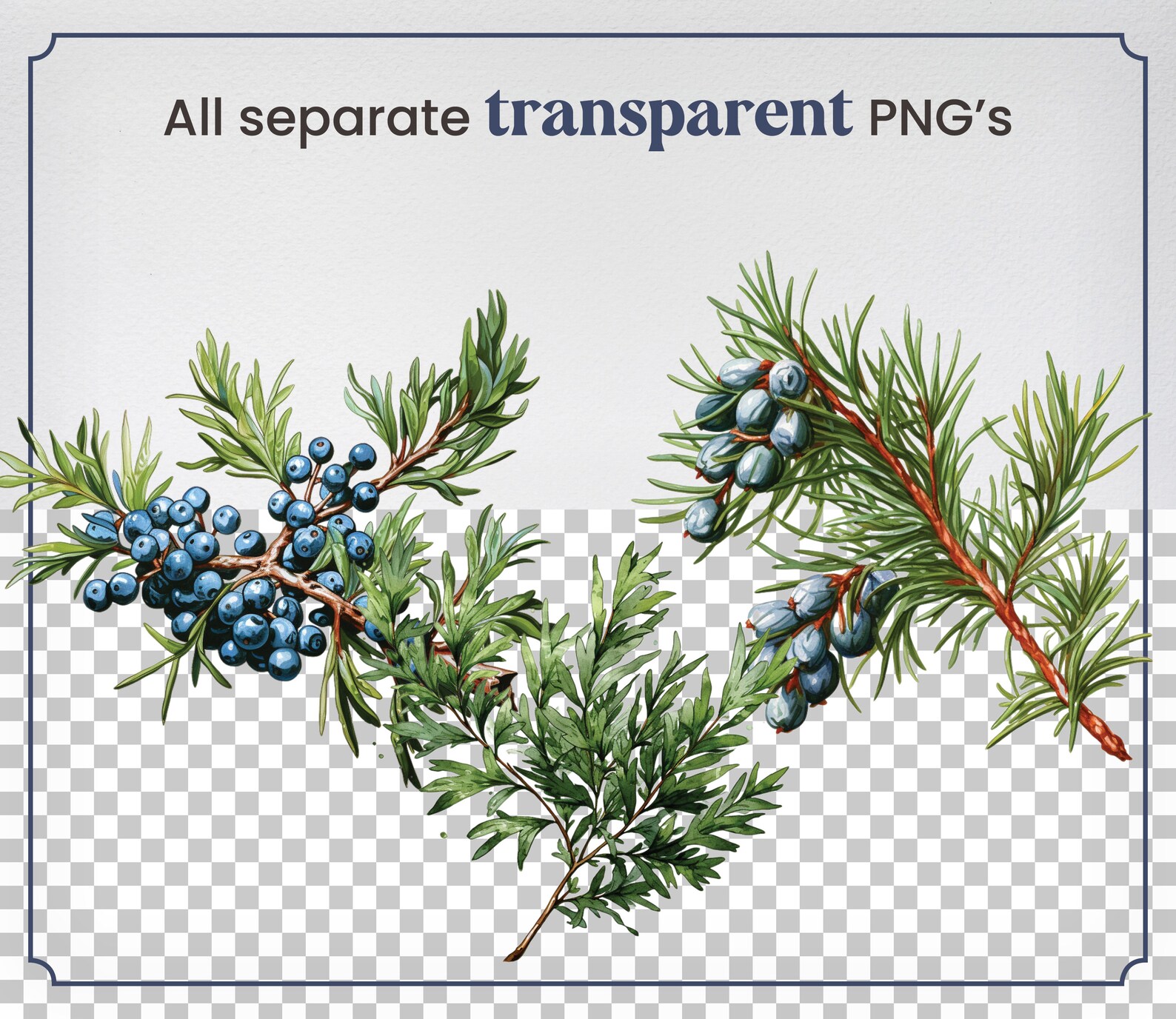 Watercolor Juniper, 20+ Junipers, Flowers Plants Spring Floral Digital ...