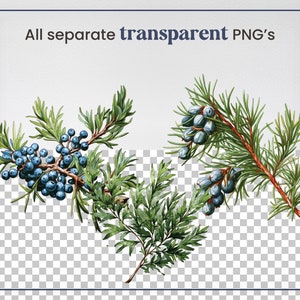 Watercolor Juniper, 20+ Junipers, Flowers Plants Spring Floral Digital ...