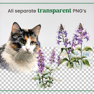 Watercolor Catmint, 26 Catmints, Flowers Plants Spring Floral Bouquet ...
