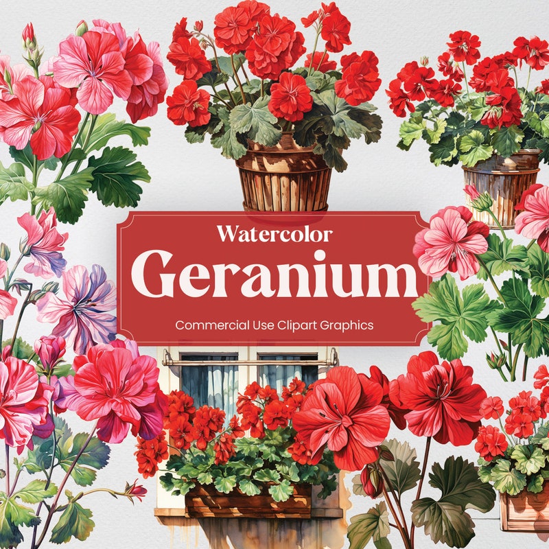 Geranium Print - Etsy
