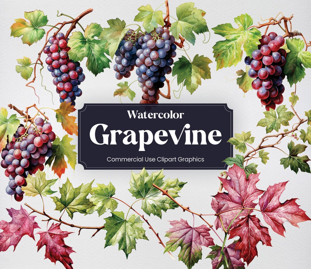 Watercolor Grapevine, 20+ Grapevines, Flowers Plants Spring Floral ...