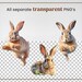 Watercolor Rabbit, 40 Rabbits Clipart, Baby Bunny Hare Animal Digital ...