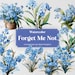 Watercolor Forget-me-not, 20+ Forget-me-nots, Flowers Plants Spring ...