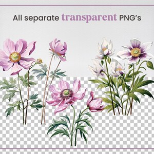 Watercolor Japanese Anemone, 20+ Japanese Anemones, Flowers Plants ...