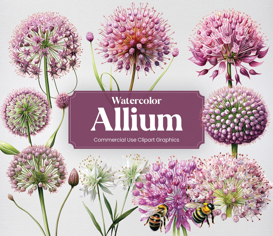 Watercolor Allium, 27 Alliums, Flowers Plants Spring Floral Bouquet ...