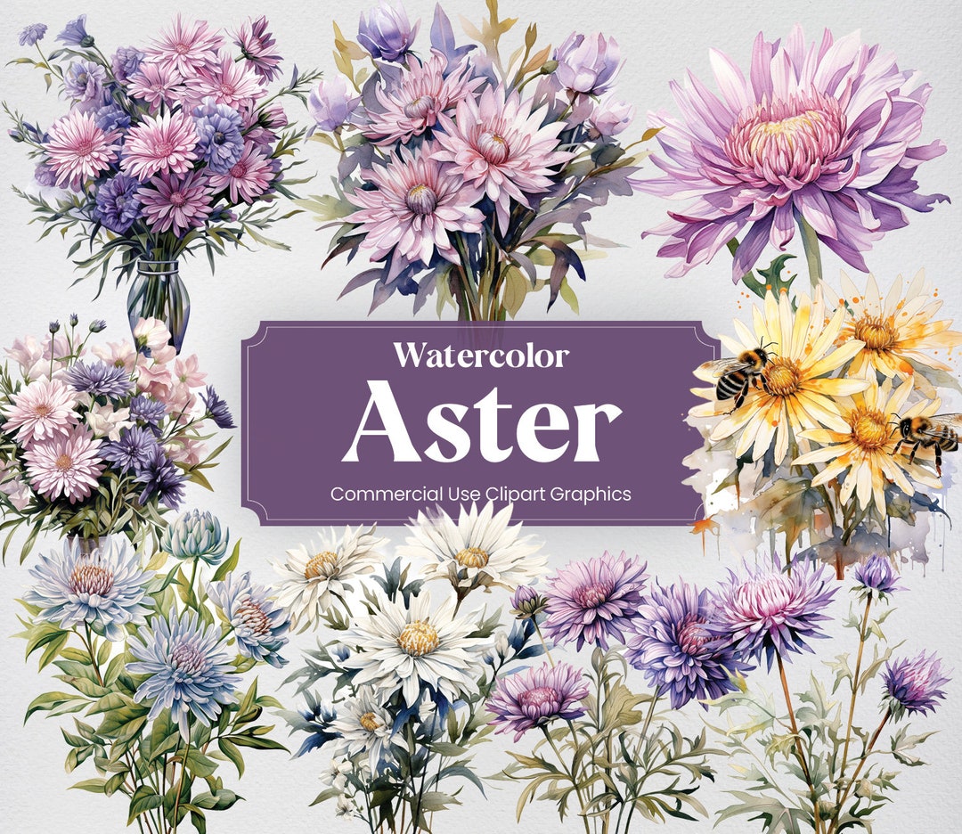 Watercolor Aster, 27 Asters, Flowers Plants Spring Floral Bouquet Flora ...