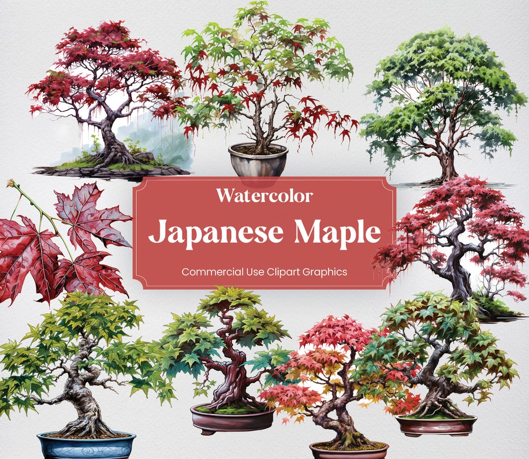Watercolor Japanese Maple, 20+ Japanese Maples, Flowers Plants Spring ...