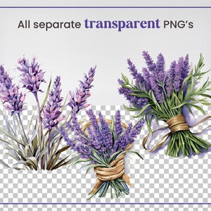 Watercolor Lavender, 32 Lavenders Plants Flowers Spring Flora ...