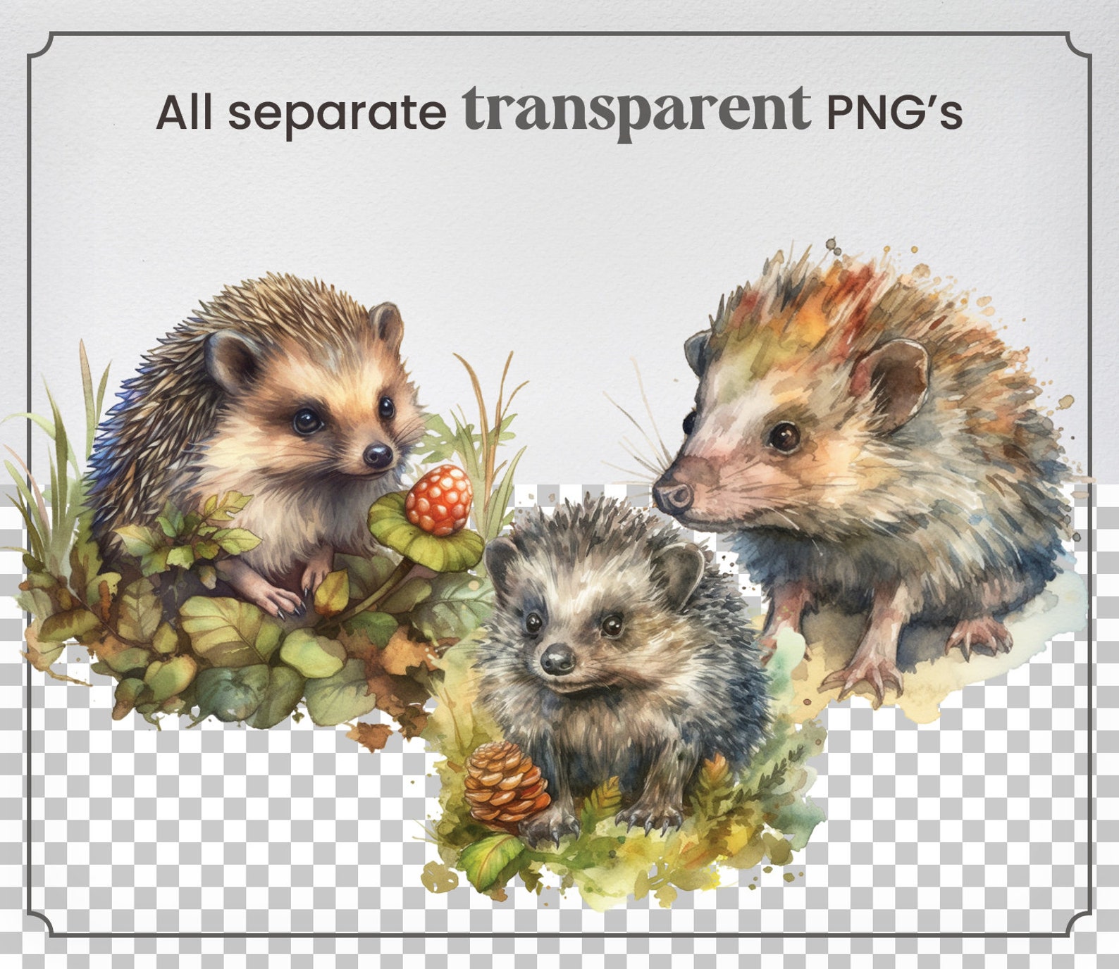 Watercolor Hedgehog, 36 Cute Hedgehogs, Armadilos and Echidnas Digital ...