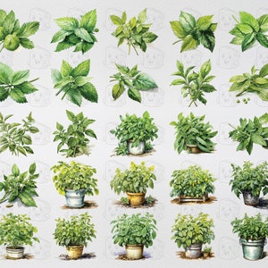 Watercolor Lemon Balm, 20+ Lemon Balms, Flowers Plants Spring Floral ...