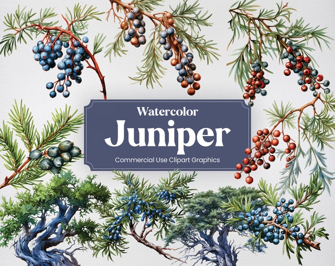 Juniper PNG Clip Art, Hand Drawn Juniper Sprig Illustration, Juniper ...