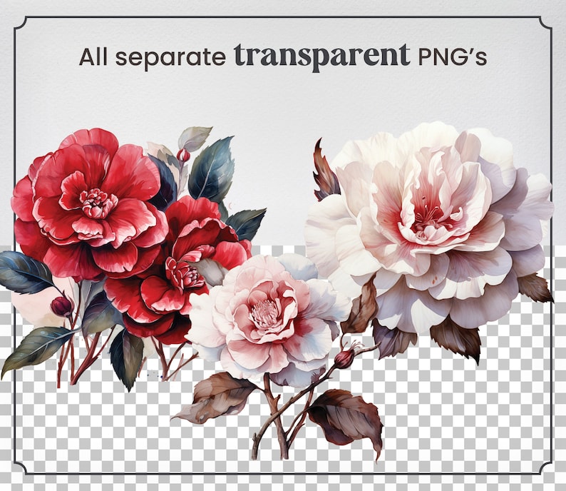 Watercolor Camellia, 28 Camellias Plants Flowers Spring Flora Greens ...