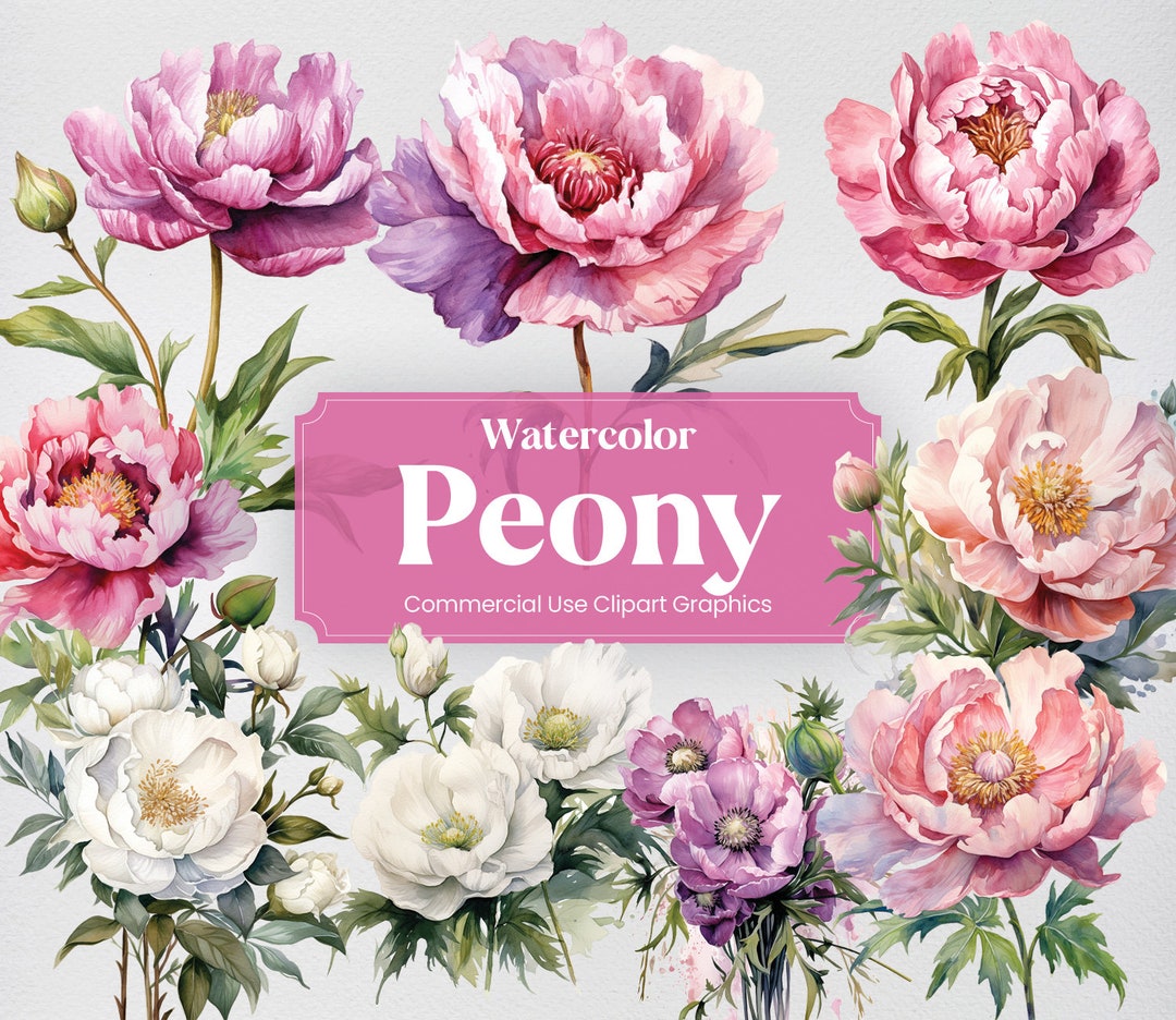 Watercolor Peony, 28 Peonies Plants Flowers Spring Floral Bouquet Flora ...