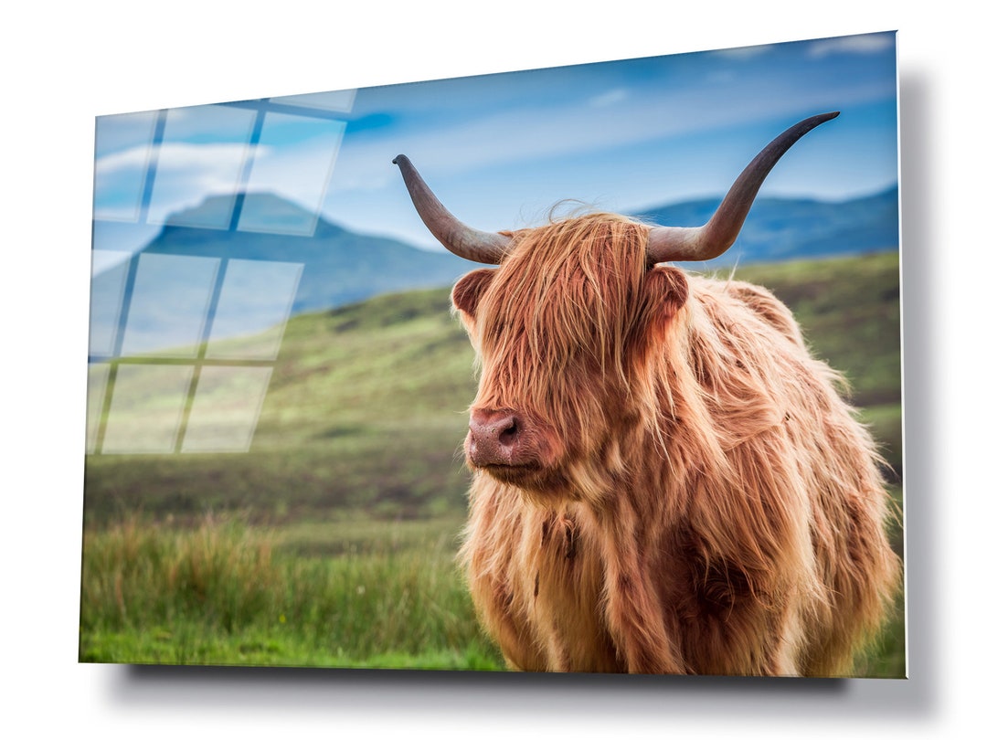Furry Highland Cow Glass Wall Art, HD Digital Print on Glass Poster ...