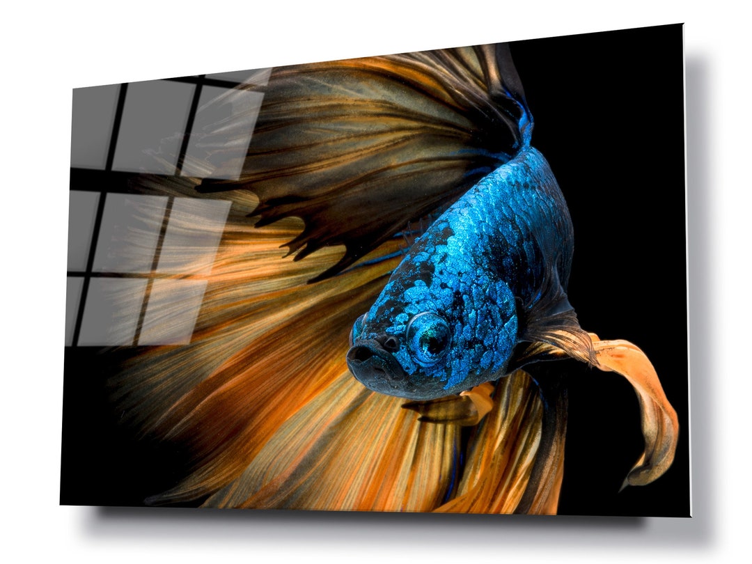 Colourful Betta Fish Glass Wall Art, HD Digital Print on Glass Poster ...