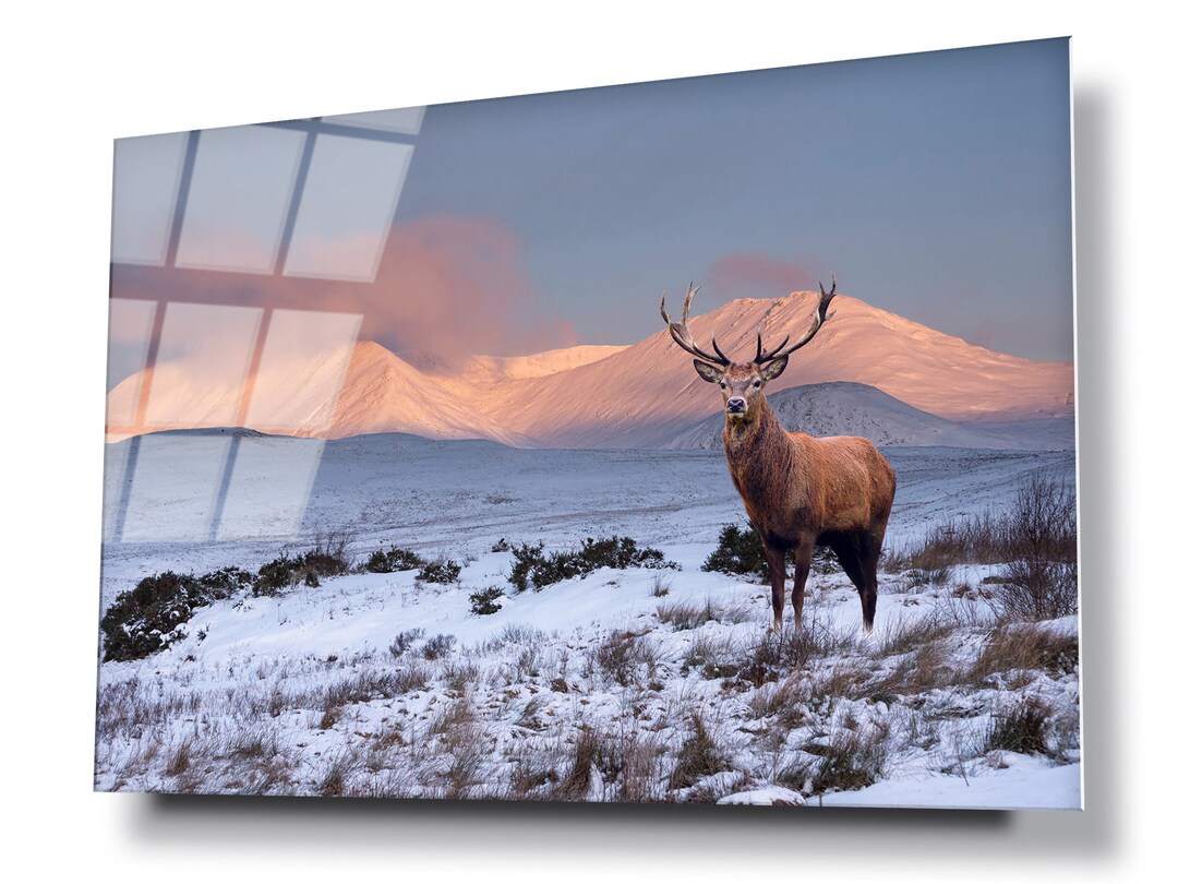 Red Deer Stag Glass Wall Art, HD Digital Print on Glass Poster Wall ...