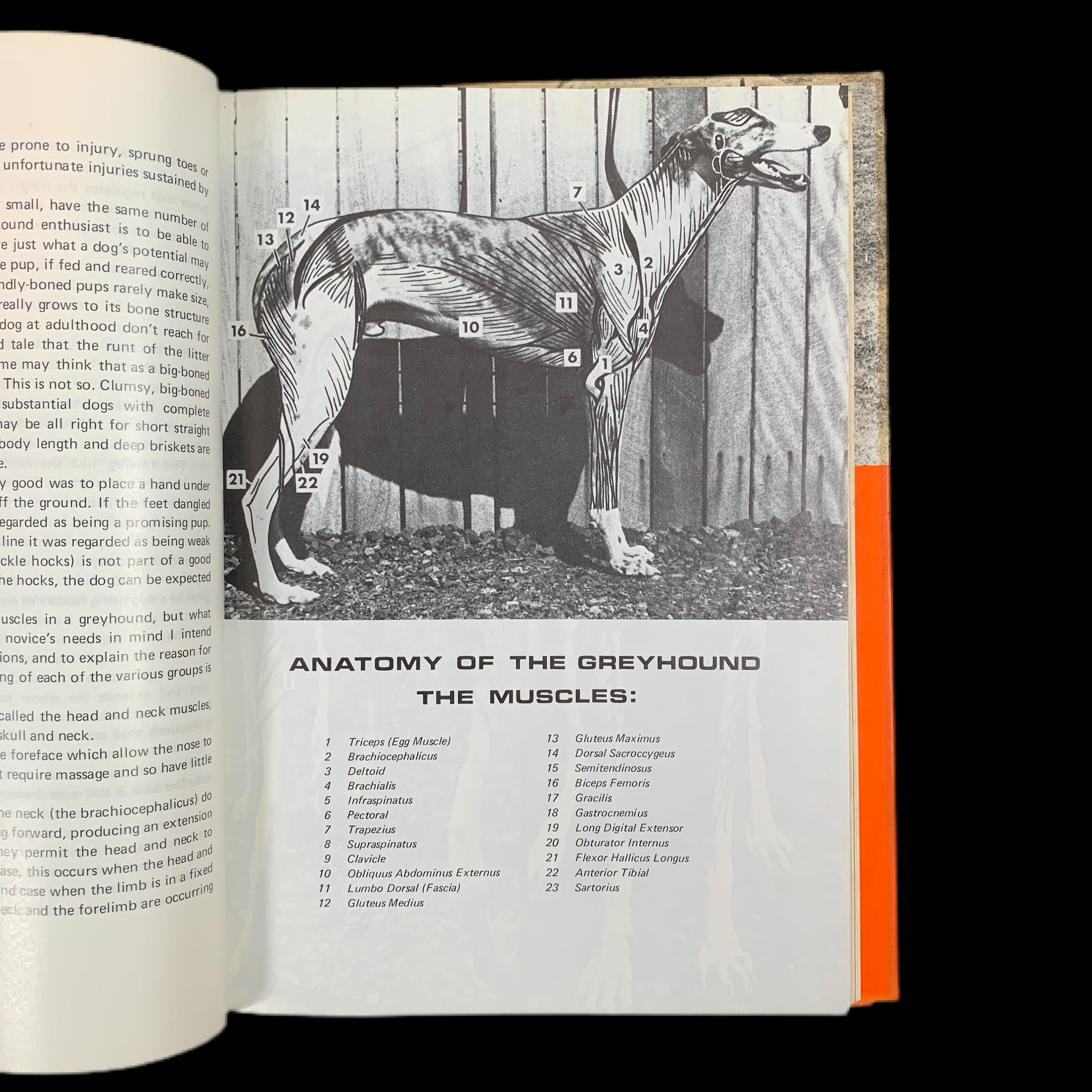 Racing Greyhounds From Whelping Box to Starting Box by Roy Burnell ...