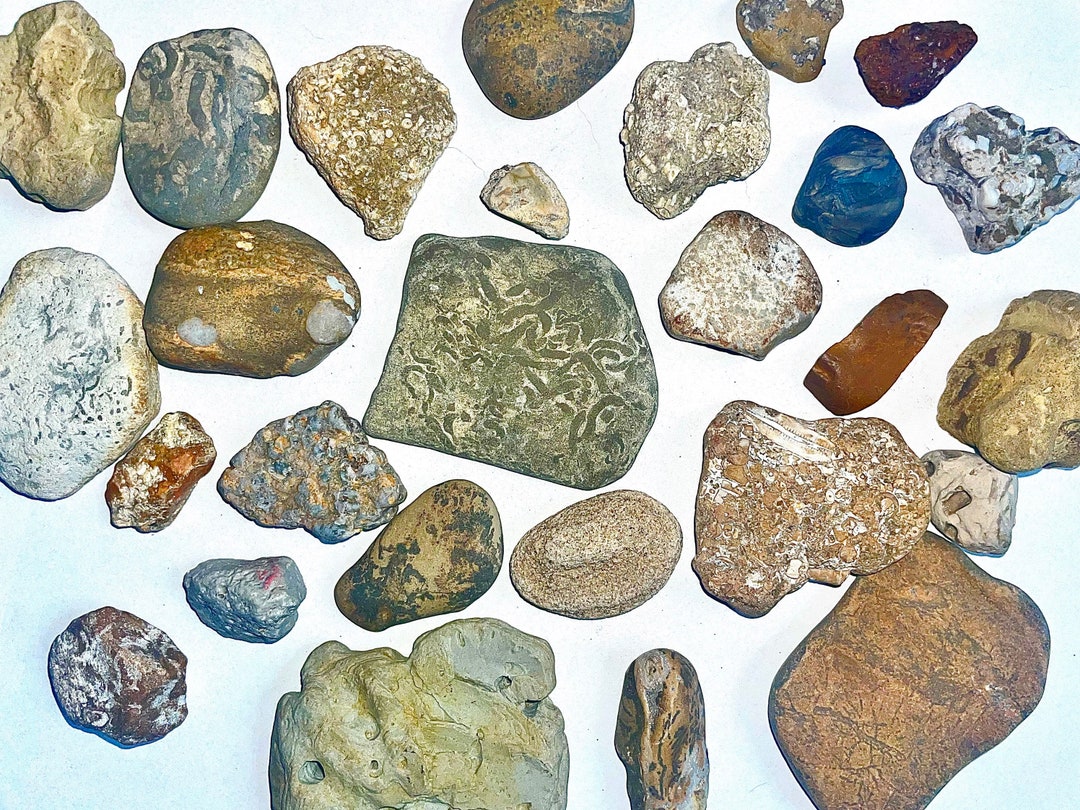 Real Various Fossils Hand Sourced From the Shores of Lake Michigan - Etsy