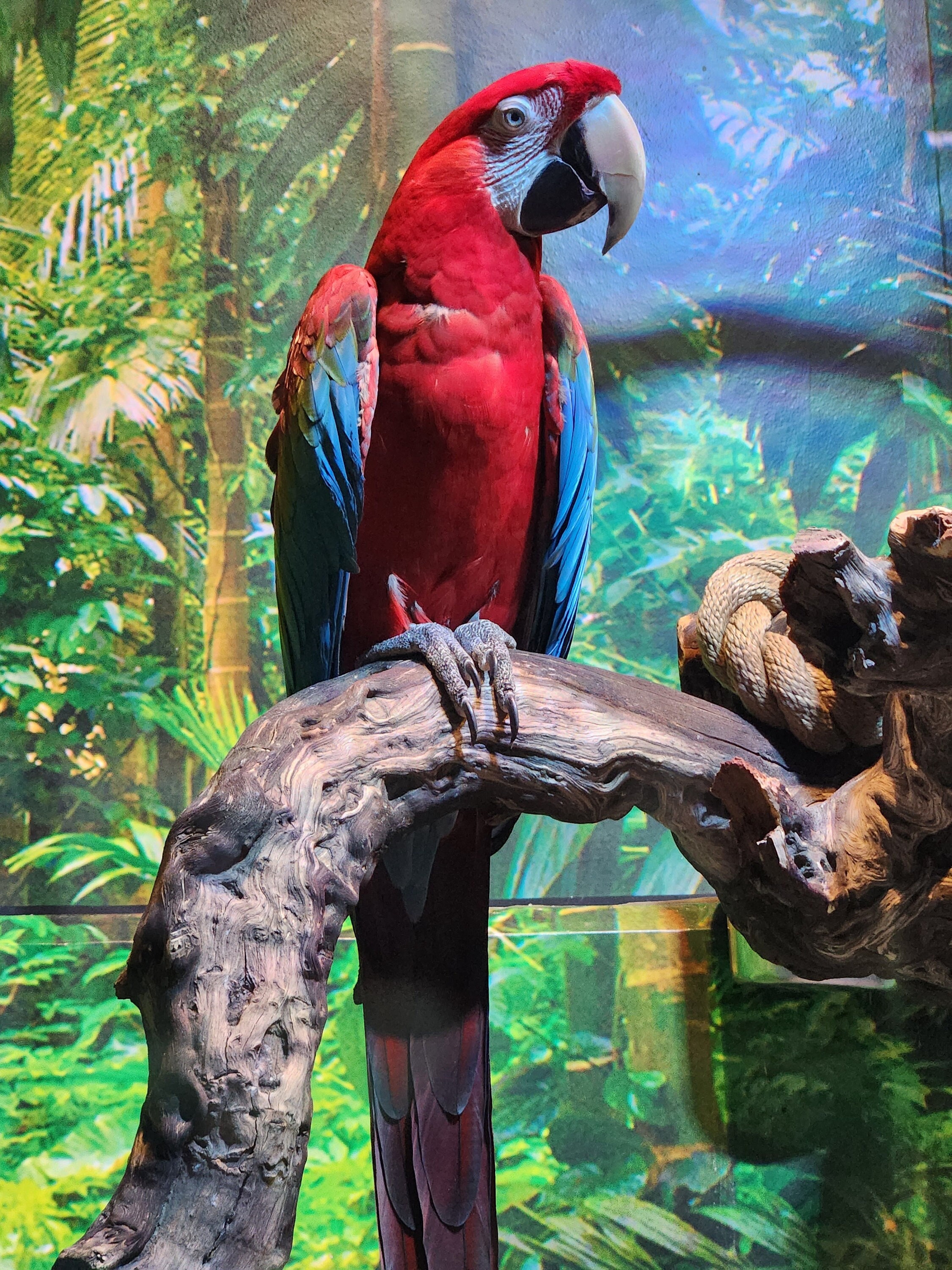 Macaw Digital Download - Etsy