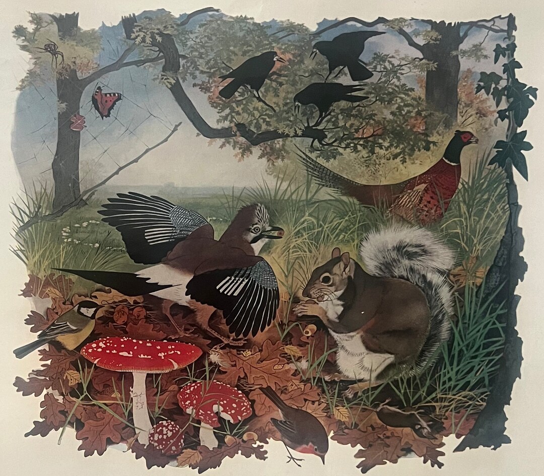 Shell Nature Studies: October – Acorn (number 10). Original 1950s ...