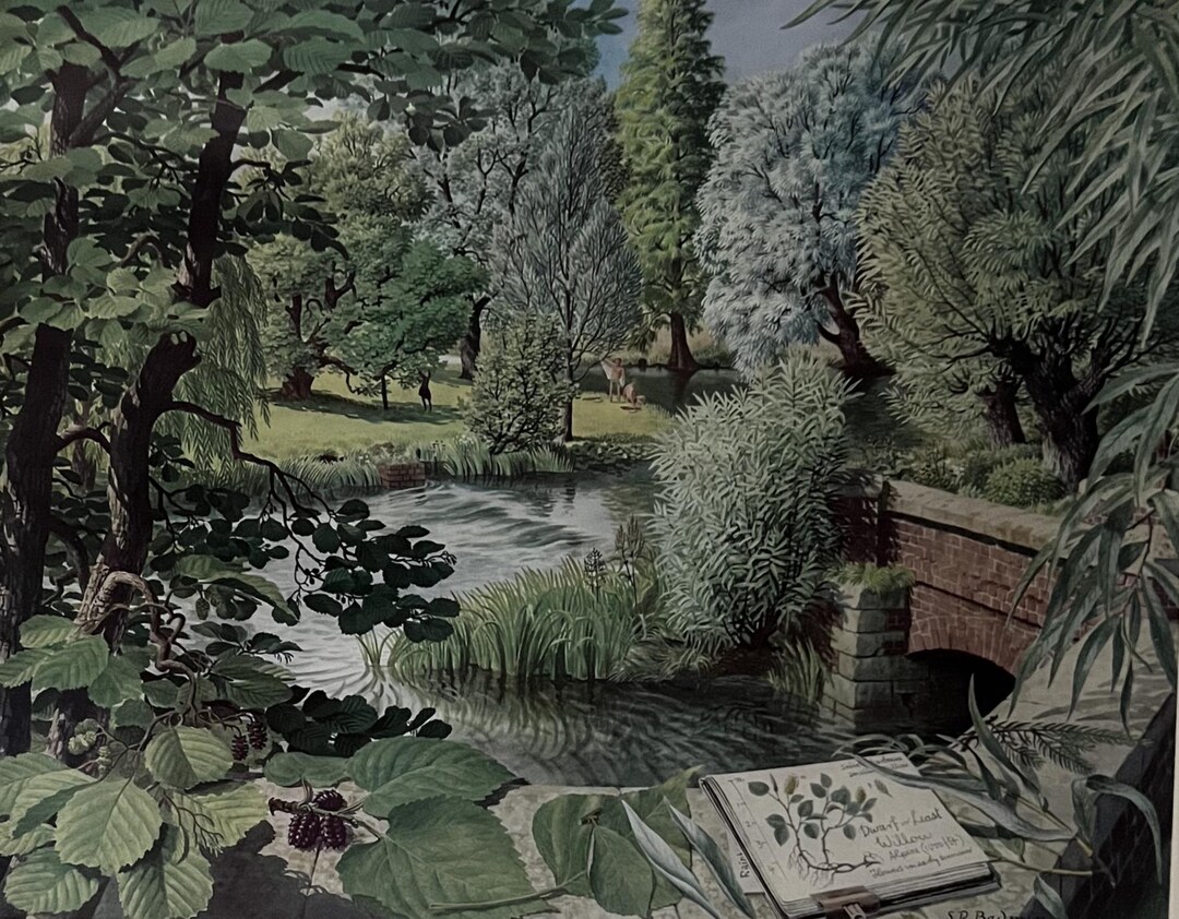 Shell Guide to August Trees. an Original 1958 Poster by S. R. Badmin ...