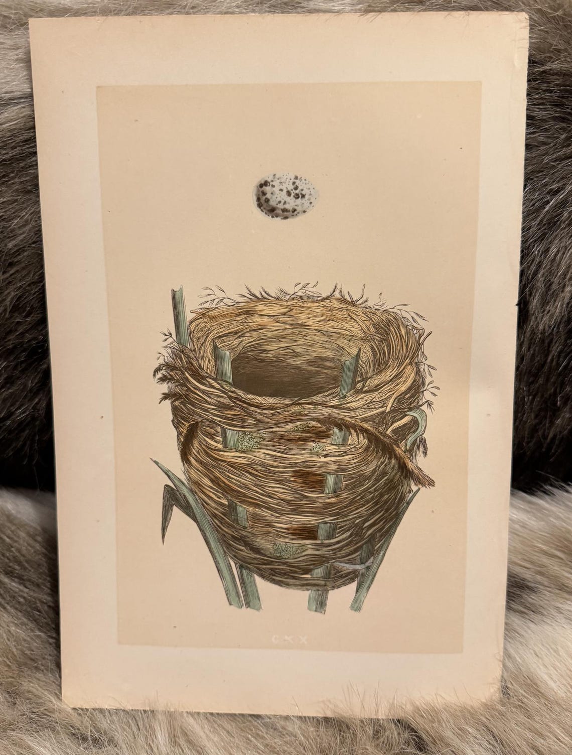 An 1875 Illustration of a Great Sedge Warbler Nest by the Victorian ...