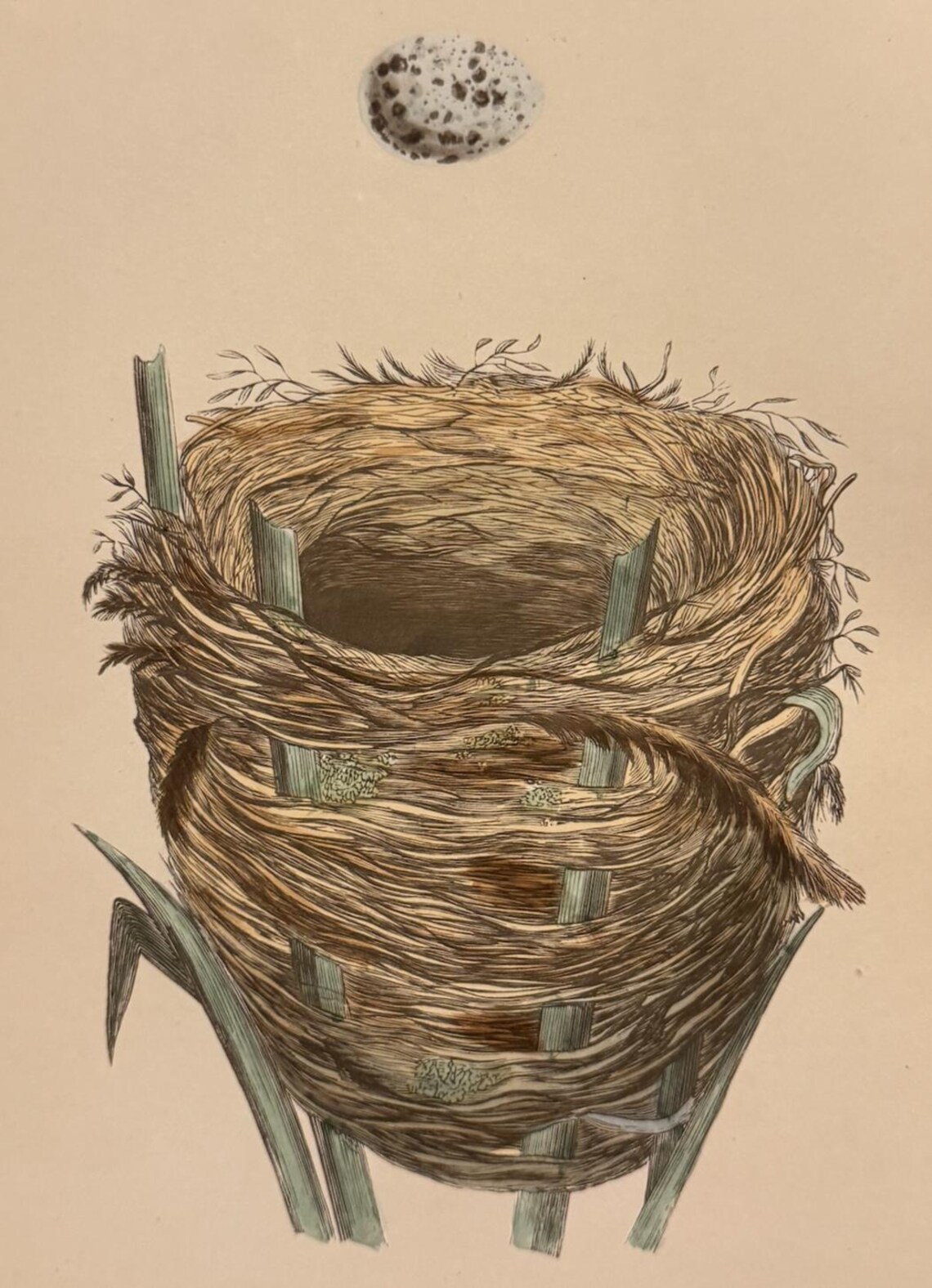 An 1875 Illustration of a Great Sedge Warbler Nest by the Victorian ...