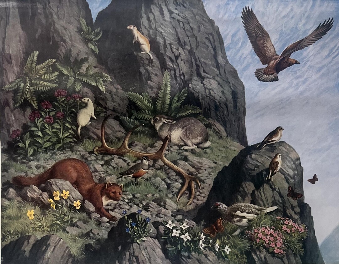 Shell Guide to Life on the Mountain. an Original 1958 Poster by John Leigh-pemberton - Etsy