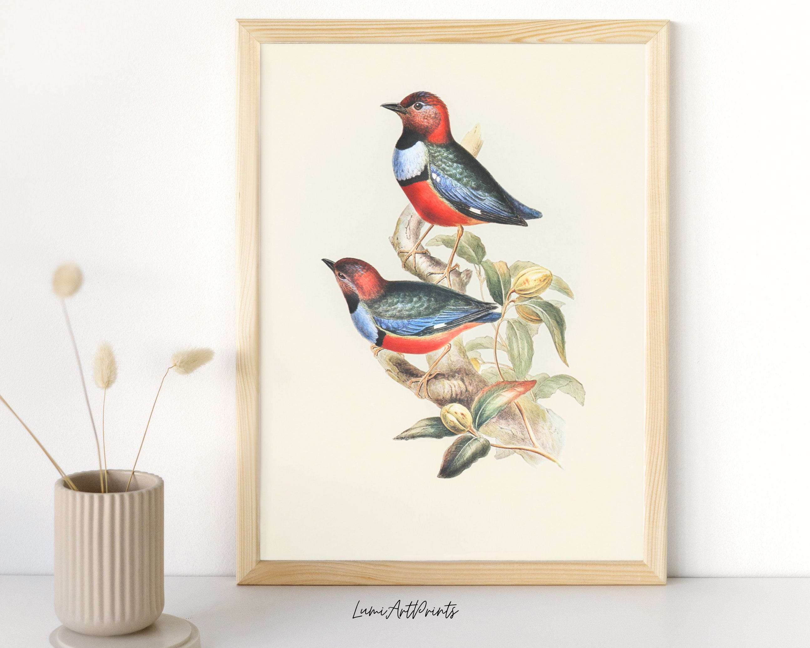 Antique Papuan Pitta Drawing, Digital Nature Illustration, Vintage ...