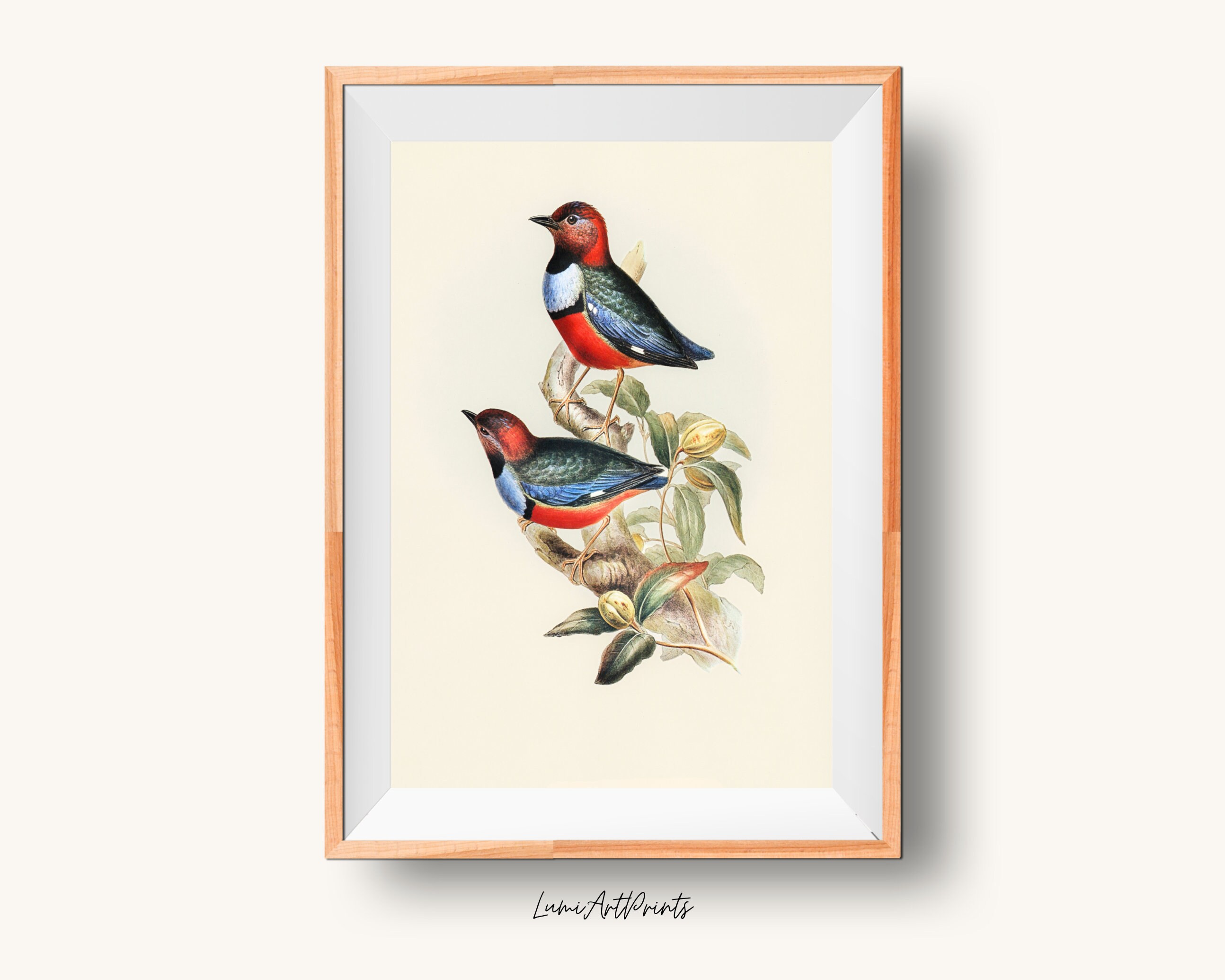 Antique Papuan Pitta Drawing, Digital Nature Illustration, Vintage ...