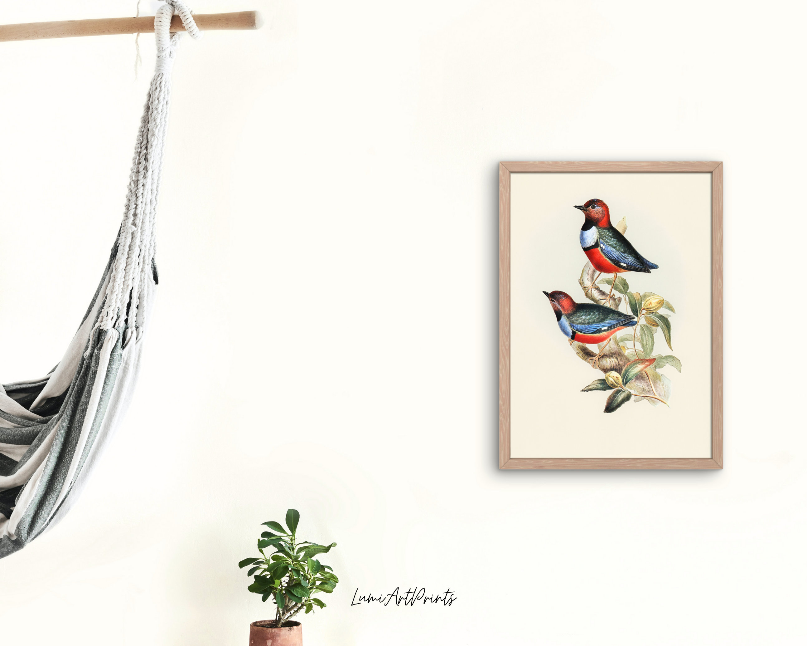 Antique Papuan Pitta Drawing, Digital Nature Illustration, Vintage ...