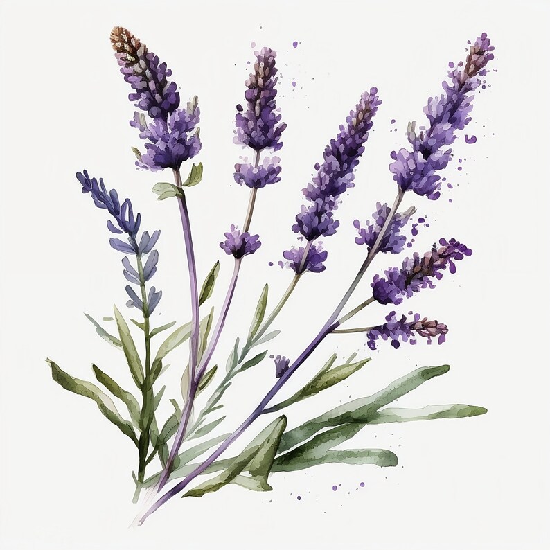 Watercolor Flower Clipart, Lavender PNG & JPG Images, Watercolor ...